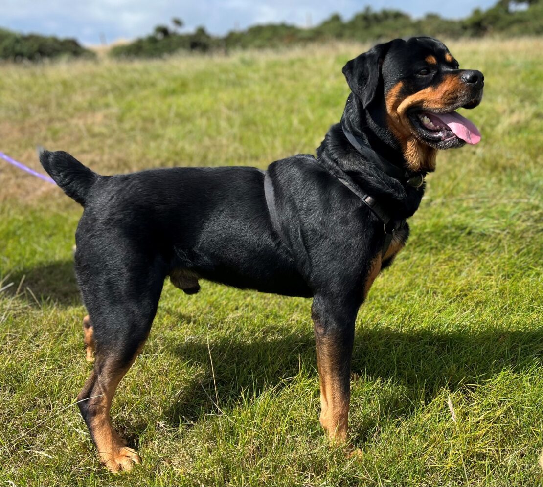 Dogs - West Cork Animals