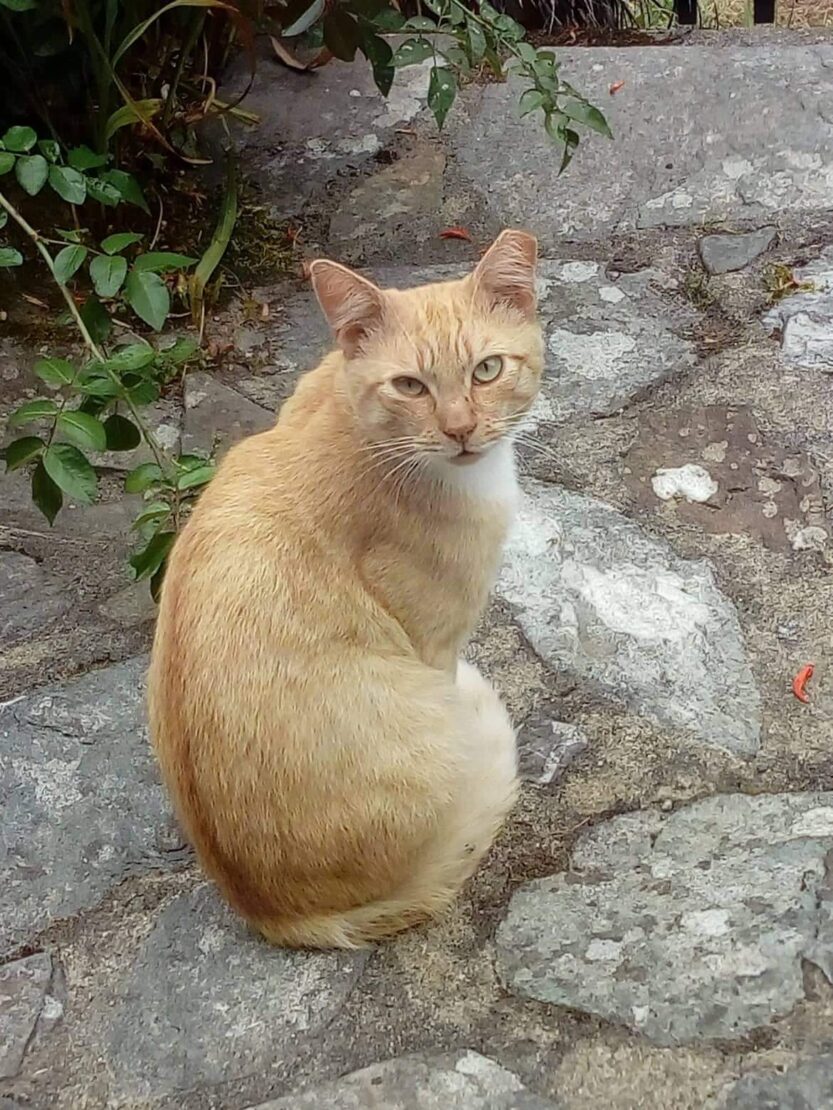 Cats - West Cork Animals