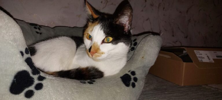 Cats - West Cork Animals