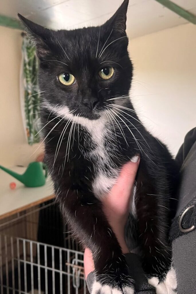 Cats - West Cork Animals