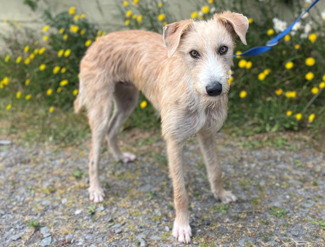 Dogs - West Cork Animals