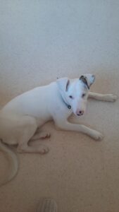 Dogs - West Cork Animals