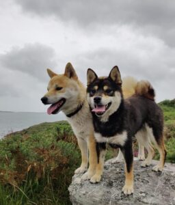 Dogs - West Cork Animals