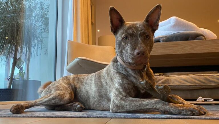 Dogs - West Cork Animals