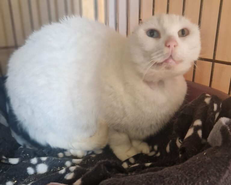 Cats - West Cork Animals