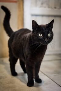 Cats - West Cork Animals