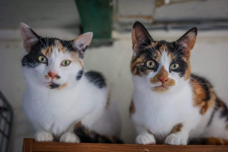 Cats - West Cork Animals