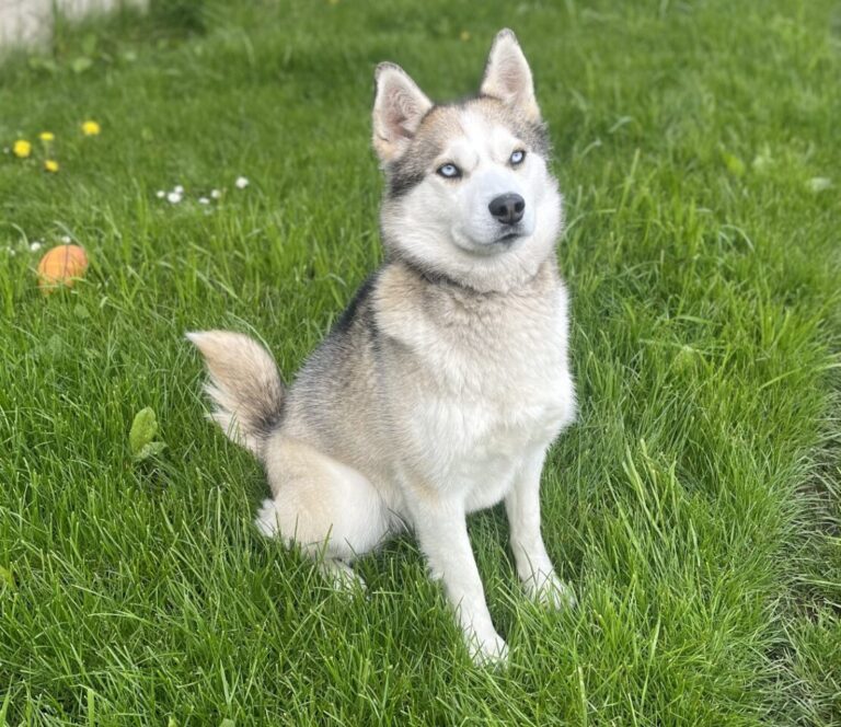 Dogs - West Cork Animals