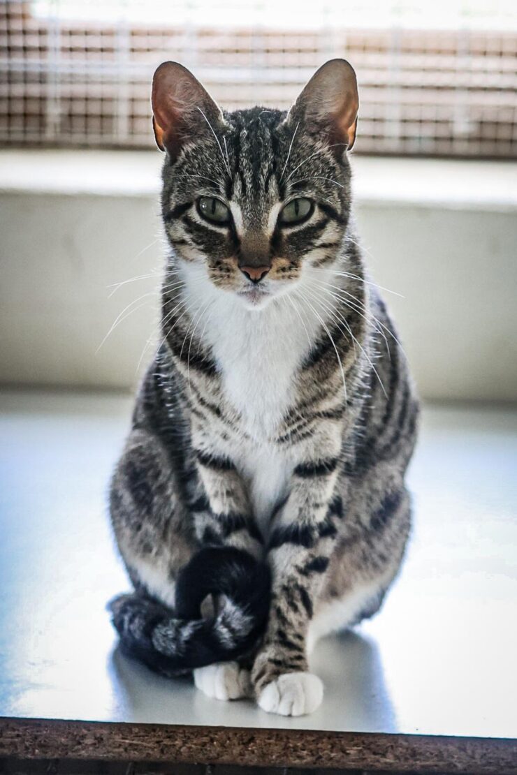 Cats - West Cork Animals