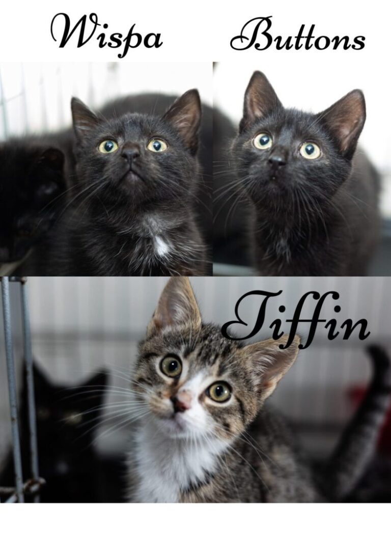 Cats - West Cork Animals