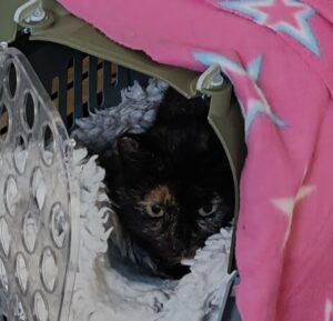 Cats - West Cork Animals