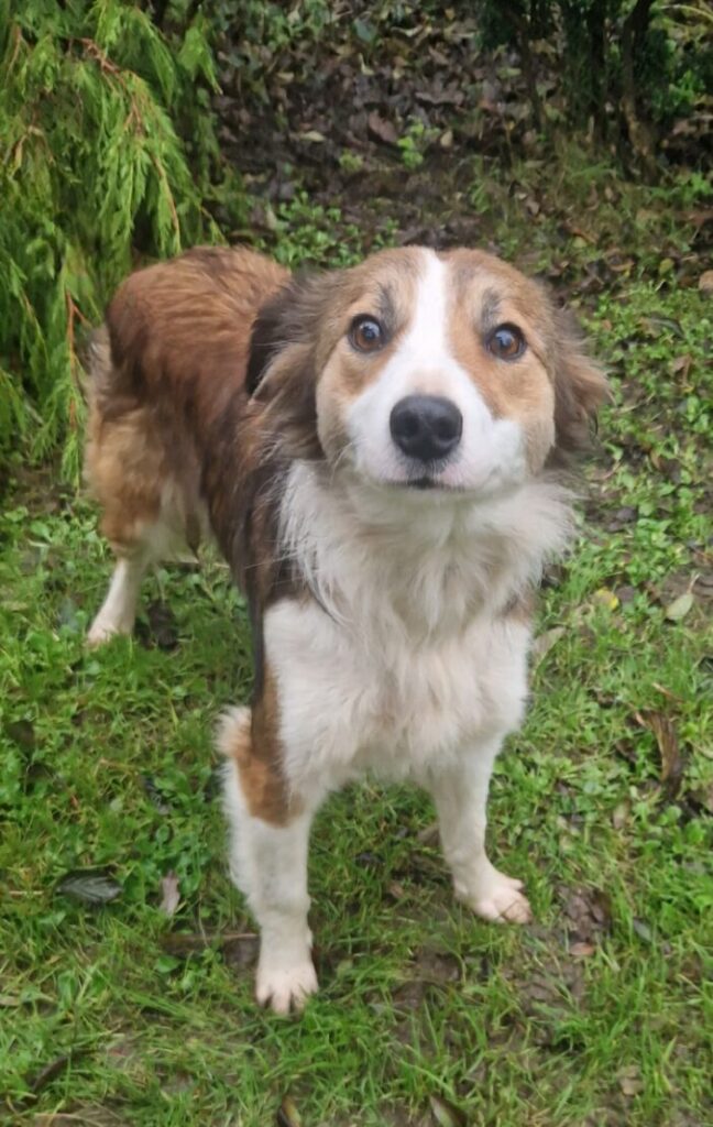 Dogs - West Cork Animals