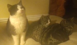 Cats - West Cork Animals