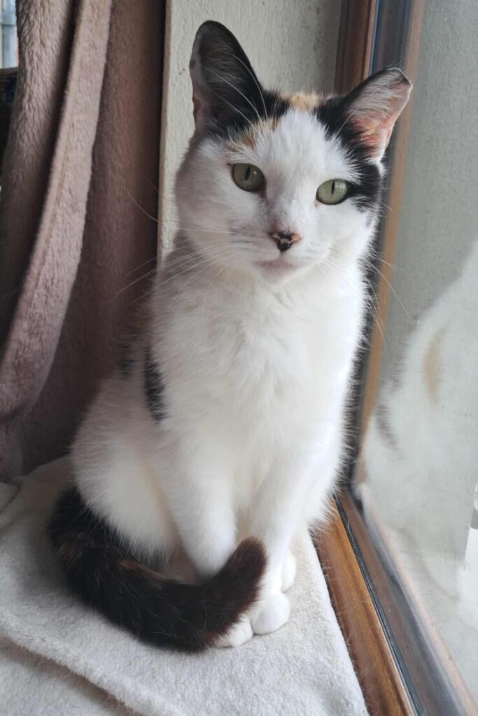 Cats - West Cork Animals