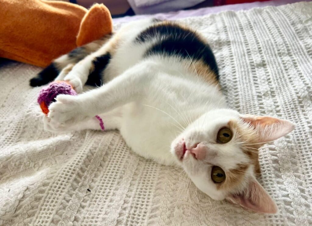 Cats - West Cork Animals