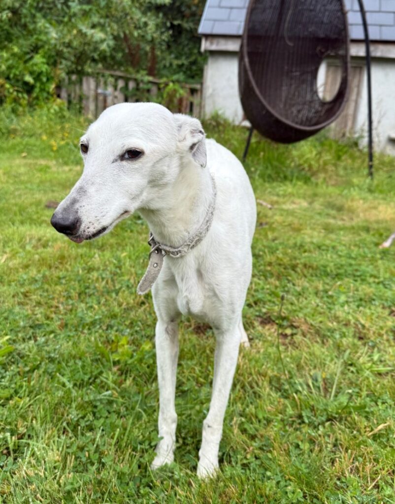 Dogs - West Cork Animals